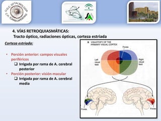 086 Anatomía clínica del nervio óptico y vias visuales - LOM.pdf