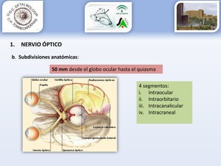 086 Anatomía clínica del nervio óptico y vias visuales - LOM.pdf