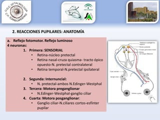086 Anatomía clínica del nervio óptico y vias visuales - LOM.pdf
