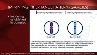 Gene imprinting(edited) | PPTX | Genetics | Science