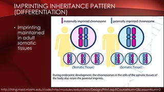 Gene imprinting(edited) | PPTX | Genetics | Science
