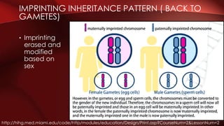 Gene imprinting(edited) | PPTX | Genetics | Science