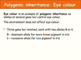 a level biology. Polygenic Inheritance.pptx