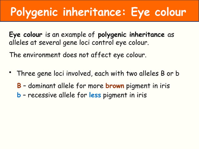 a level biology. Polygenic Inheritance.pptx