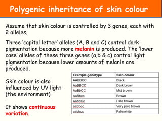 a level biology. Polygenic Inheritance.pptx