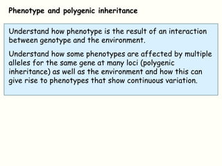 a level biology. Polygenic Inheritance.pptx