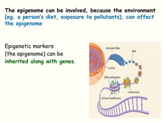 a level biology. Polygenic Inheritance.pptx