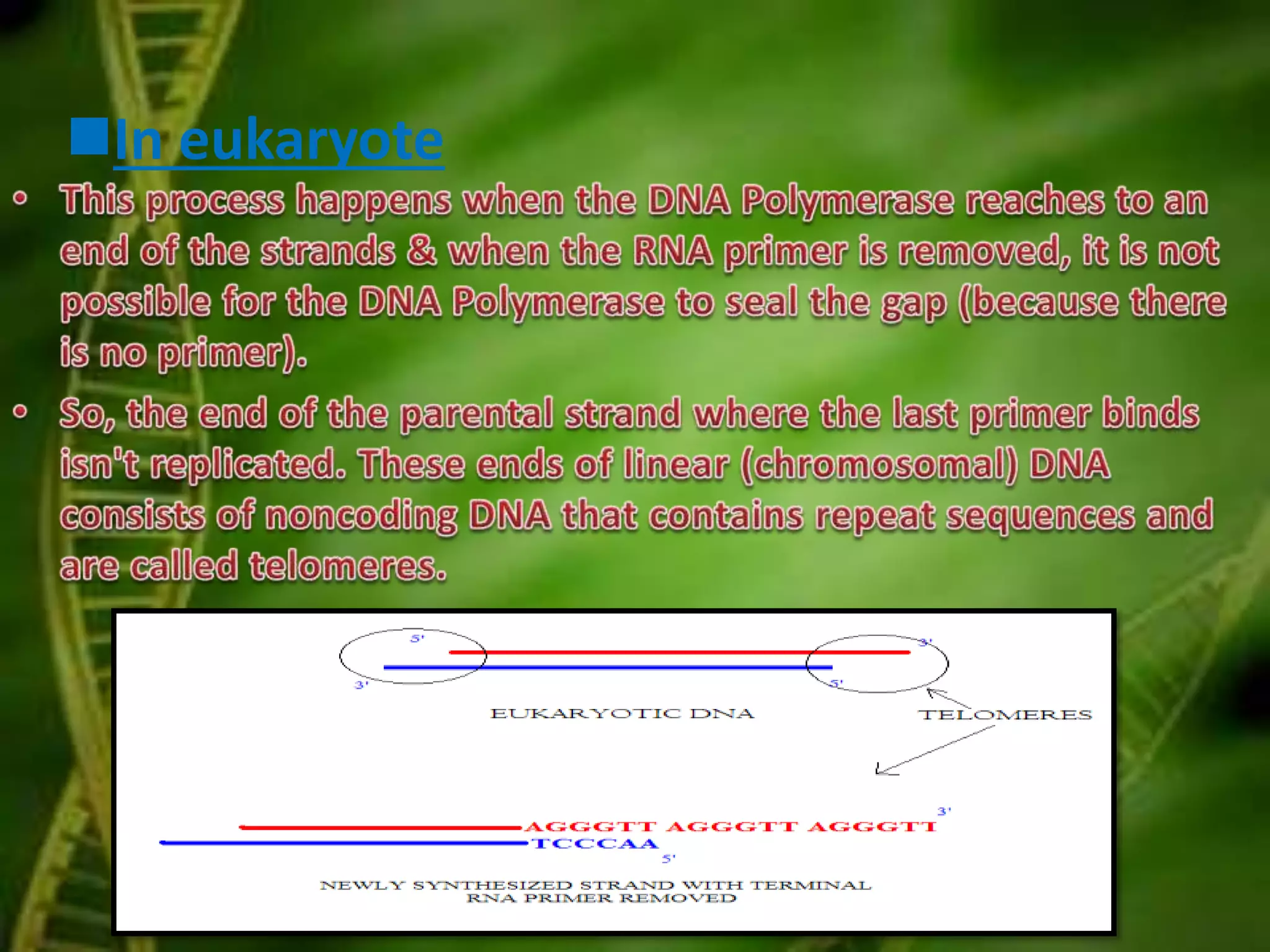 DNA REPLICATION | PPTX | Chemistry | Science