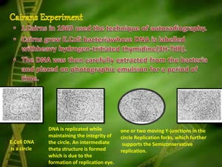 DNA REPLICATION | PPTX | Chemistry | Science