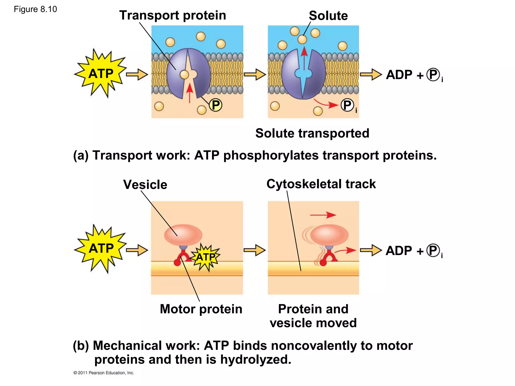 08 an introduction to metabolism | PPT