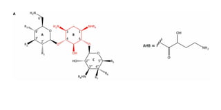 Aminoglycosides | PDF