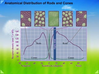 Rods And Cones Distribution