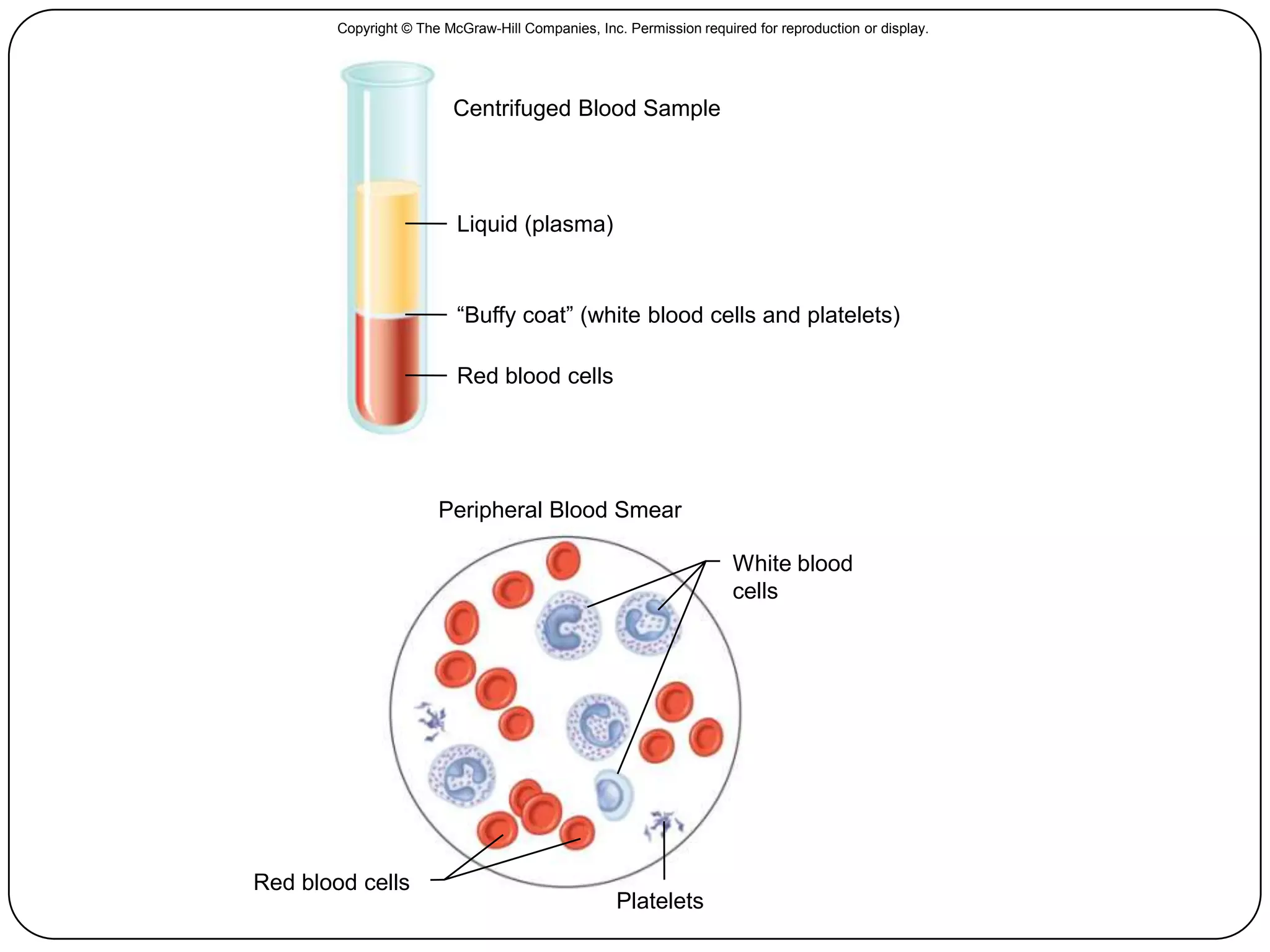 blood physiology | PPTX