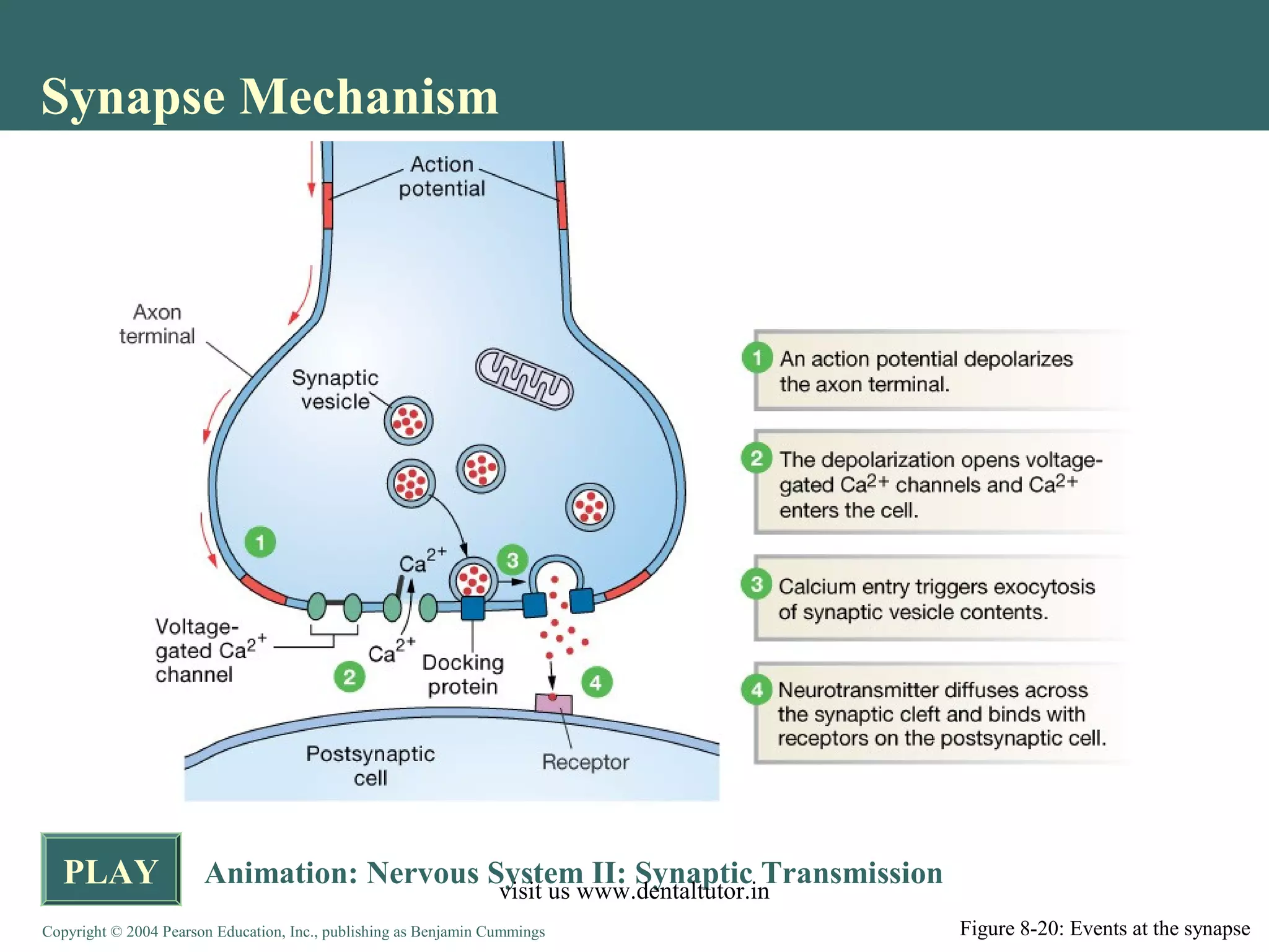 Neurons | PPT