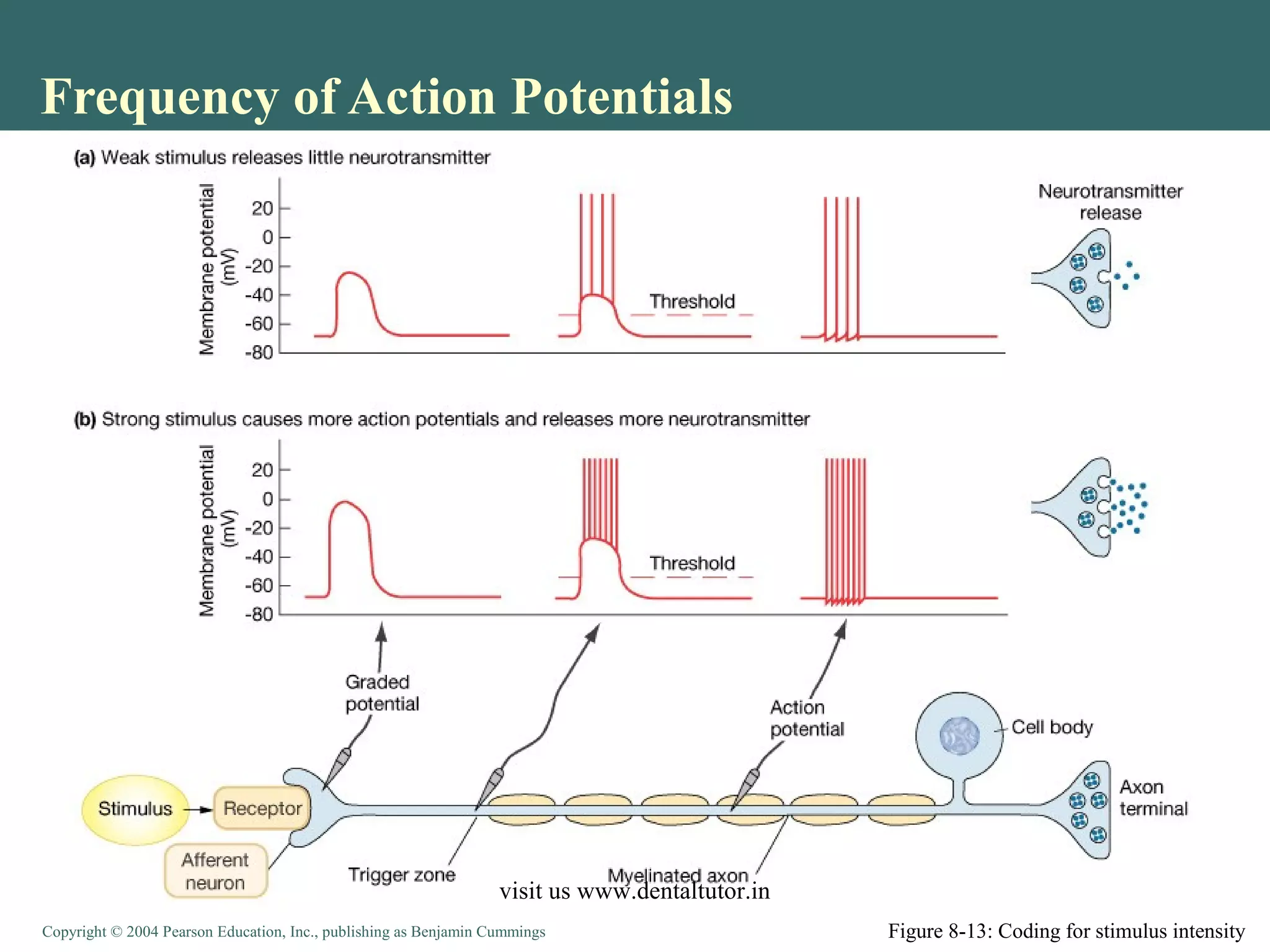 Neurons | PPT