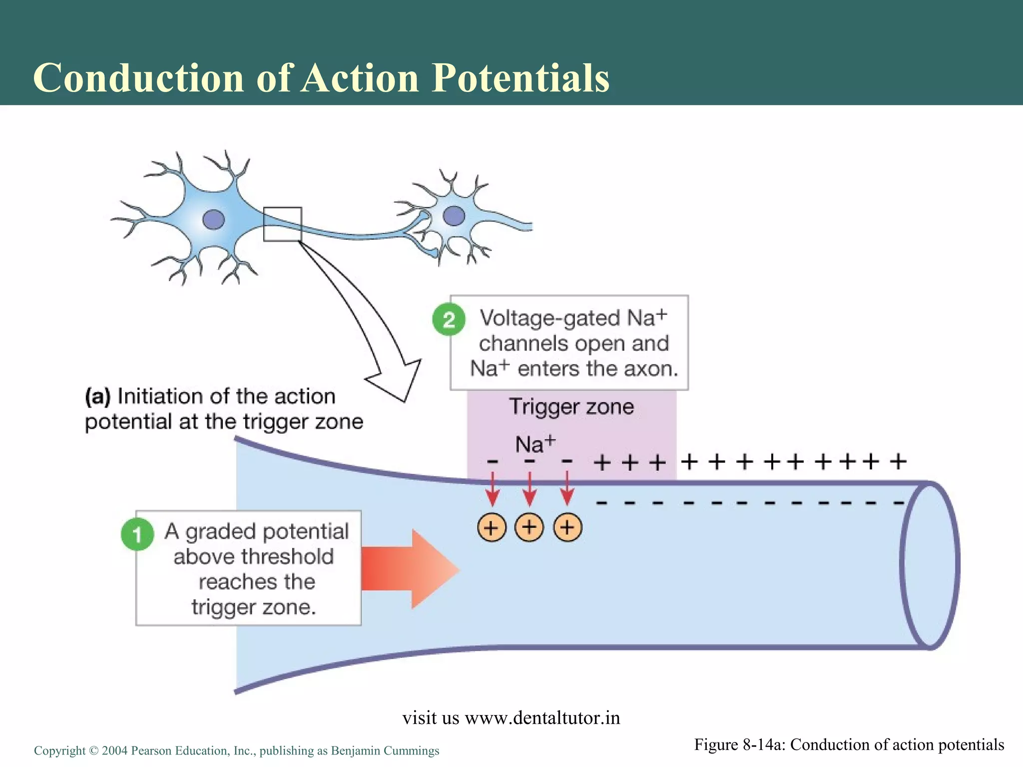 Neurons | PPT