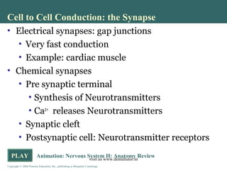 Neurons | PPT