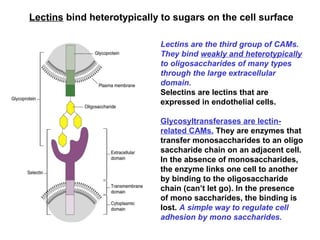 08 cell adhesion | PPT