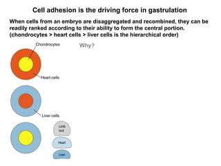 08 cell adhesion | PPT