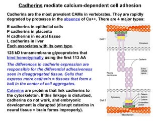 08 cell adhesion | PPT