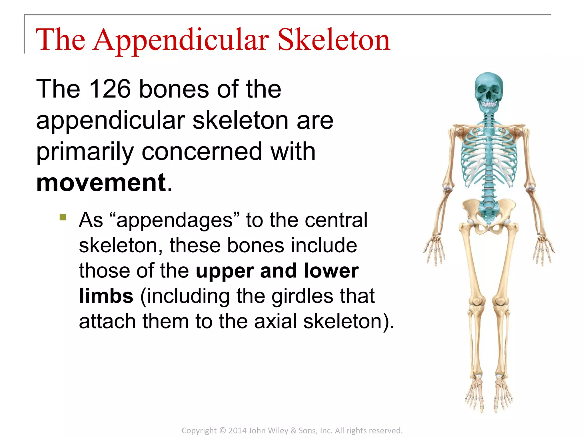 08 [chapter 8 the skeletal system appendicular skeleton] | PPT