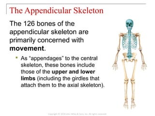 08 [chapter 8 the skeletal system appendicular skeleton] | PPT