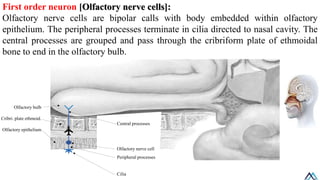 Cranial Nerve 1, 2 / Cranial Nerve 1, 2 .pdf