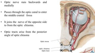 Cranial Nerve 1, 2 / Cranial Nerve 1, 2 .pdf