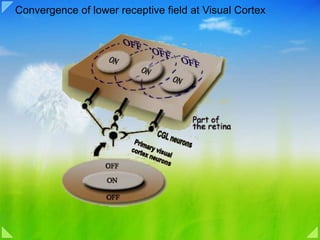 08c vision processing steriopsis | PPT
