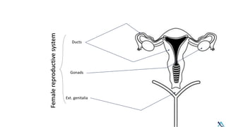 08 Development of Female Reproductive System / Development of Female ...