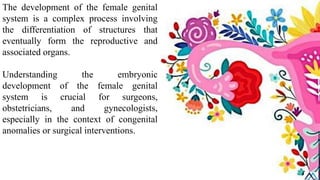 08 Development Of Female Reproductive System Development Of Female
