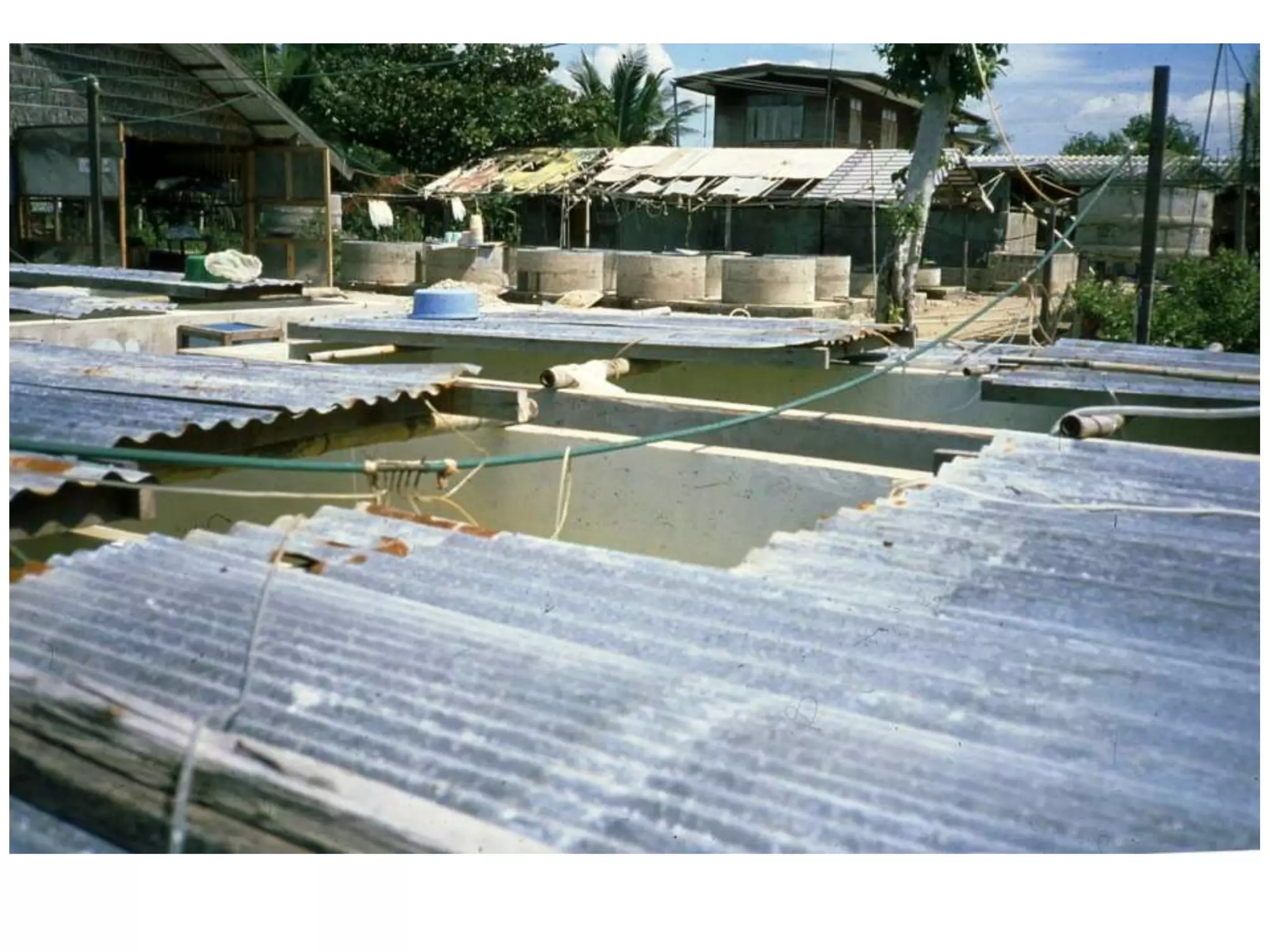 National Broodstock Improvement Network (NBIN) | PPT