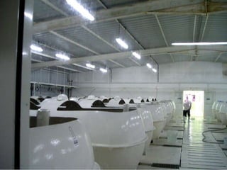 National Broodstock Improvement Network (NBIN) | PPT