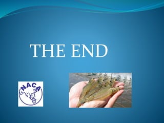 National Broodstock Improvement Network (NBIN) | PPT