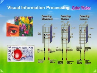08d visual signal processing color vision | PPT