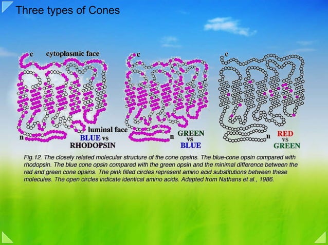 08d visual signal processing color vision | PPT