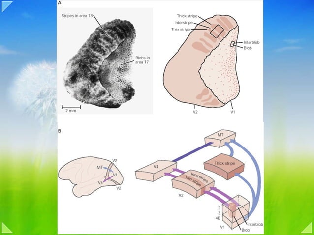 08d visual signal processing color vision | PPT
