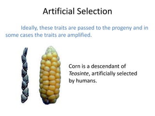 Artificial Selection Corn