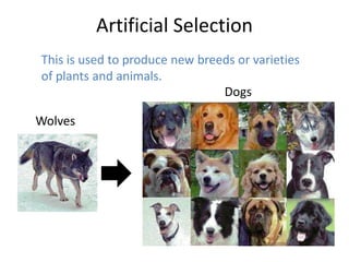 08 evidence of evolution artificial selection | PPTX