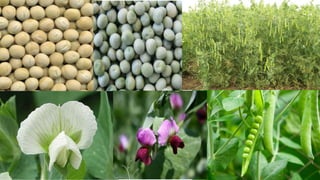 08 field pea.pptx