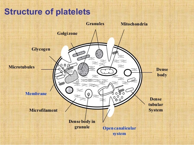 Blood #5, Platelets & Hemostasis - Physiology