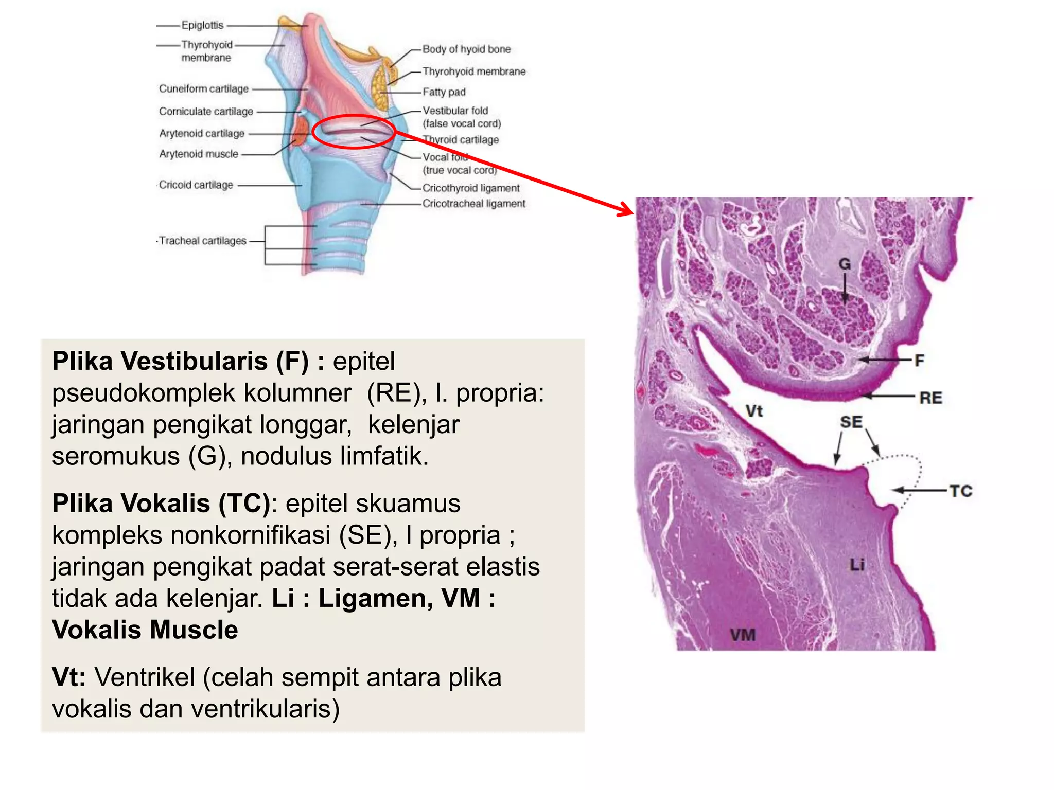 _08__Histologi_Sistema_Respiratoria-dr.Tri_1.pdf