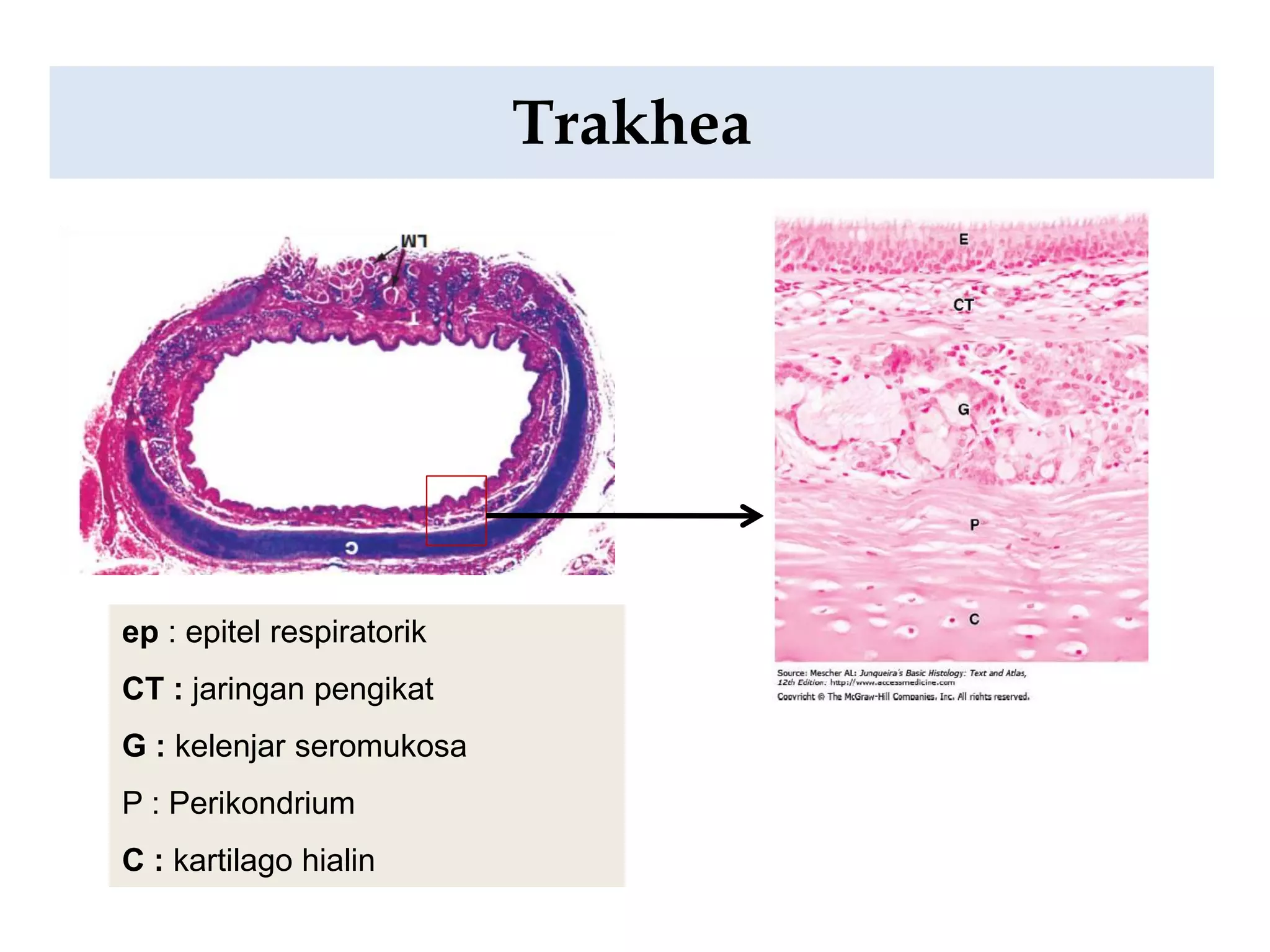 _08__Histologi_Sistema_Respiratoria-dr.Tri_1.pdf