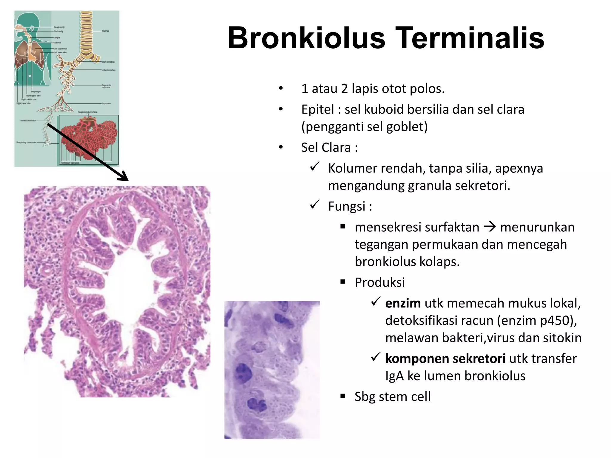 _08__Histologi_Sistema_Respiratoria-dr.Tri_1.pdf