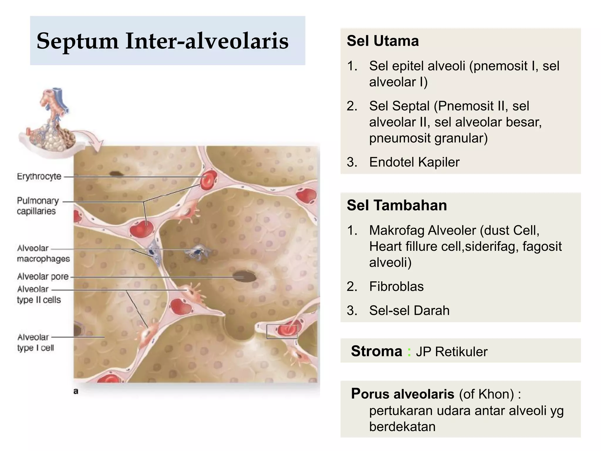 _08__Histologi_Sistema_Respiratoria-dr.Tri_1.pdf
