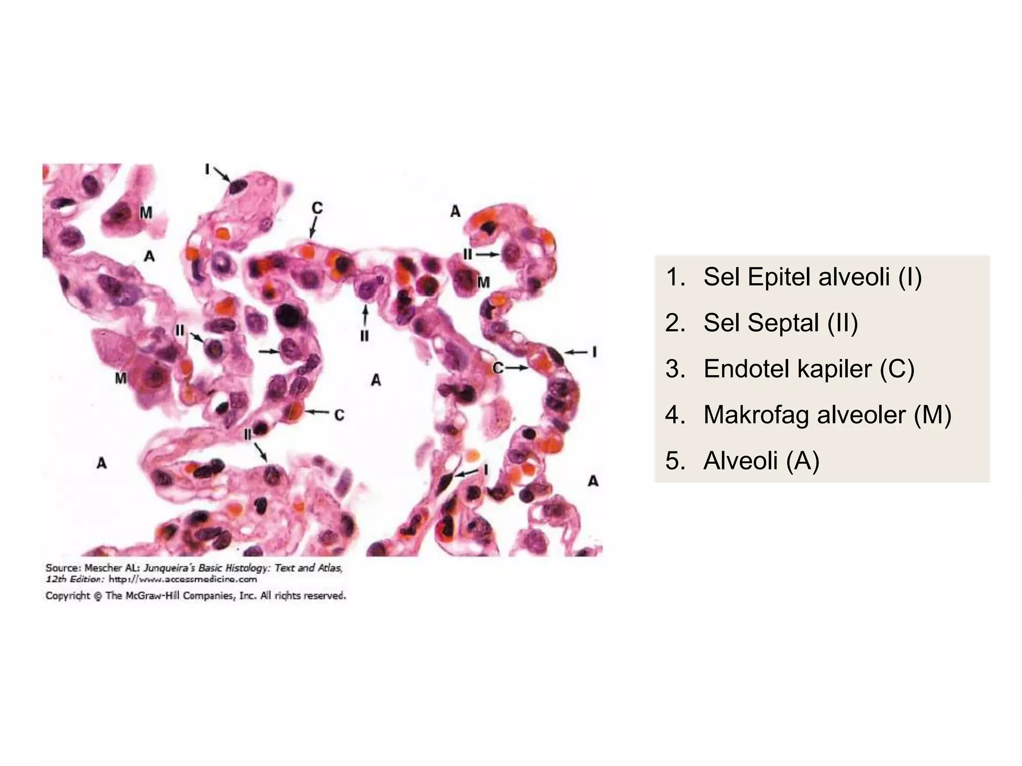 _08__Histologi_Sistema_Respiratoria-dr.Tri_1.pdf