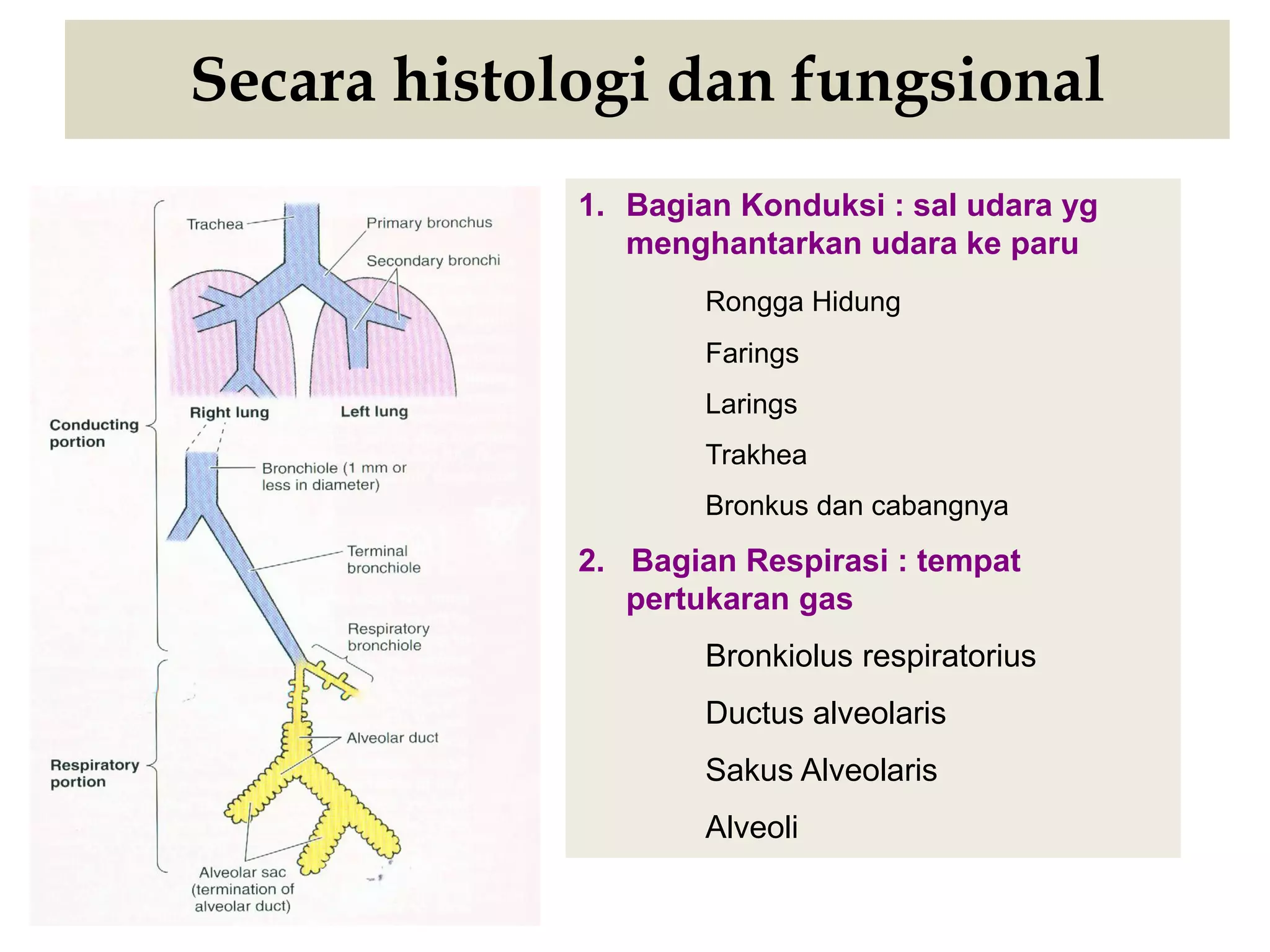 _08__Histologi_Sistema_Respiratoria-dr.Tri_1.pdf