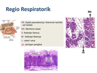 _08__Histologi_Sistema_Respiratoria-dr.Tri_1.pdf