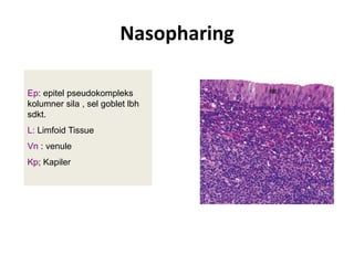 _08__Histologi_Sistema_Respiratoria-dr.Tri_1.pdf