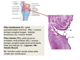 _08__Histologi_Sistema_Respiratoria-dr.Tri_1.pdf